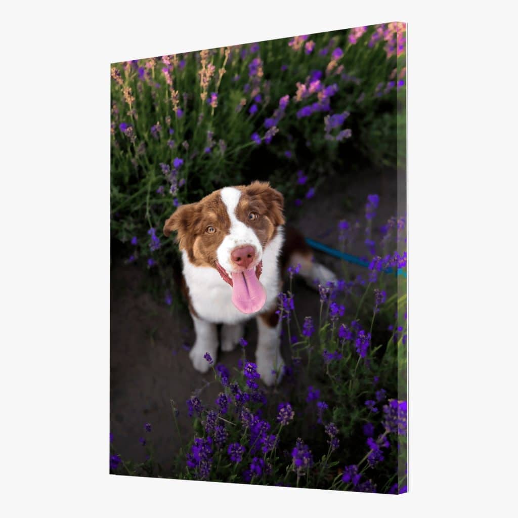 Acrylic Prints - Simply Color Lab